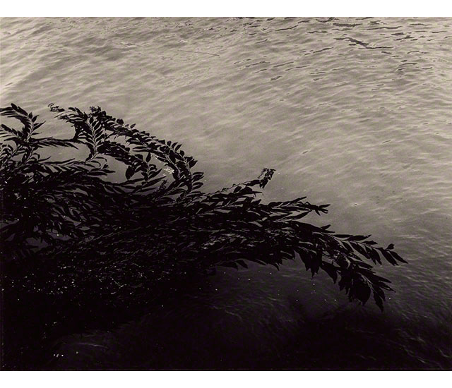 La destreza fotográfica como un espacio libre: Minor White